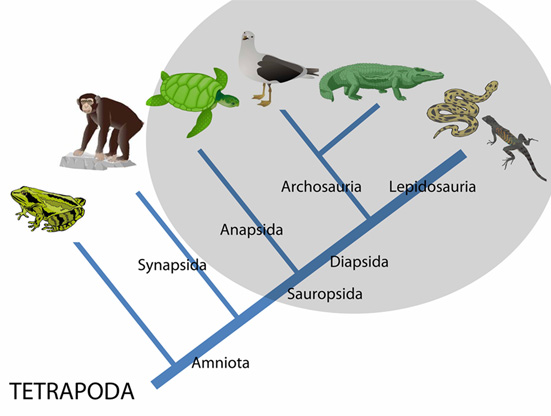 Bio Lounge: SUBCLASSES - Anapsida, Diapsida e a Synapsida