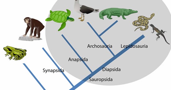 Bio Lounge: SUBCLASSES - Anapsida, Diapsida e a Synapsida