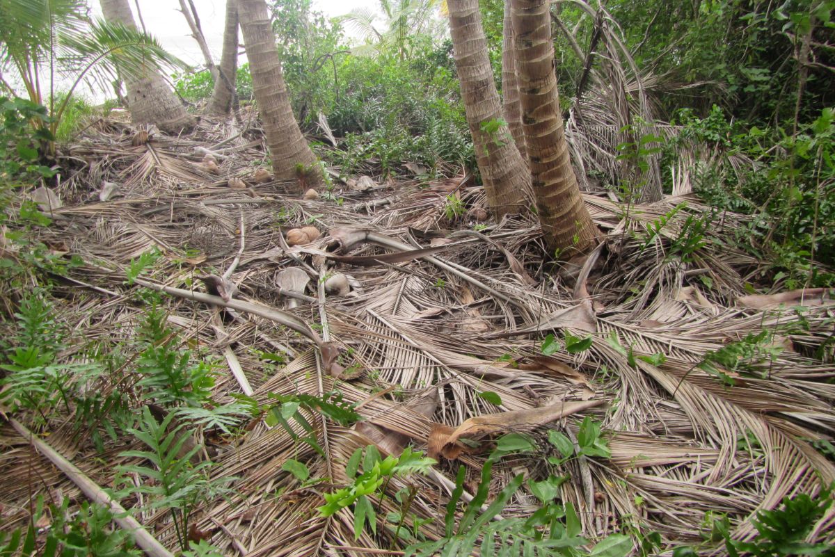 Queensland Coast: Critically Endangered Littoral Rainforests
