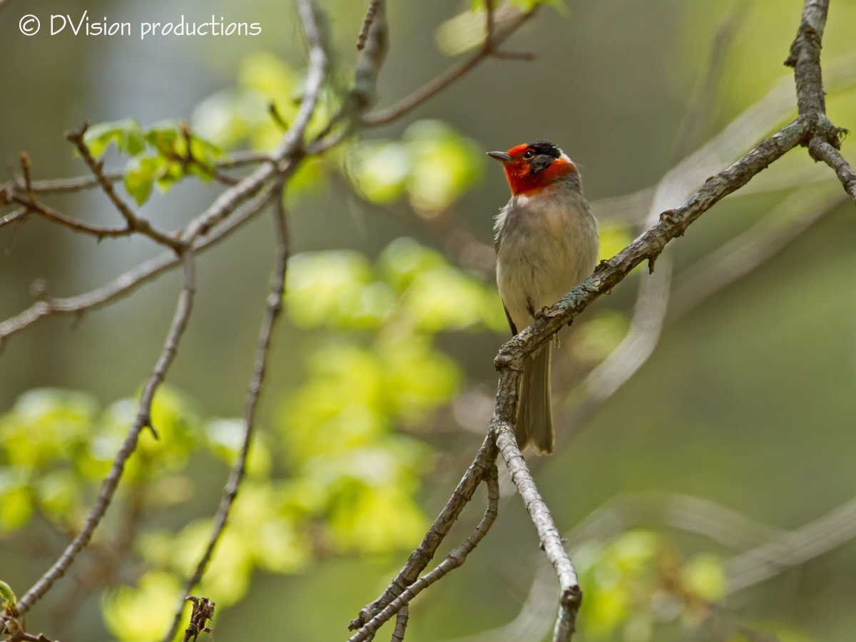 Dave&Callie: Southern Arizona Birding Part 4