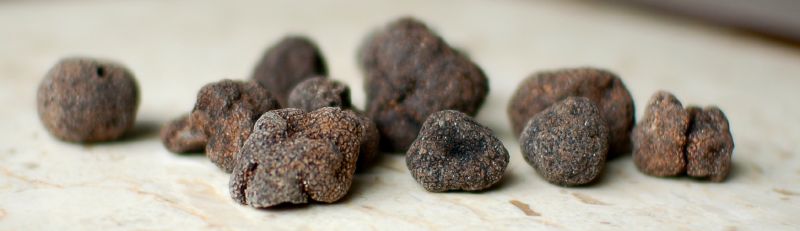 5 Fun Facts about Truffles