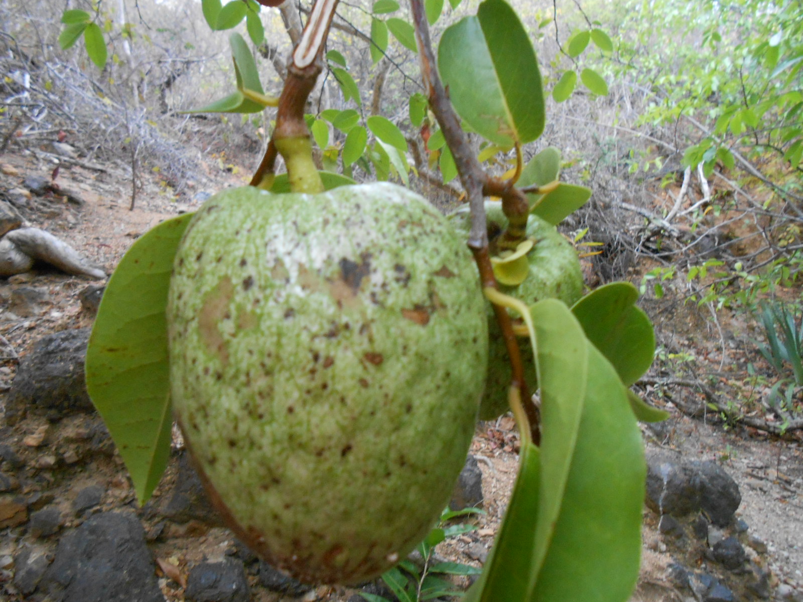 Hiking Curaçao - The Trails: Wandelverslag van Roi Kayuda, landhuis ...