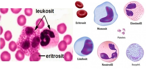 Penyakit Dan Cara Pengobatan Dengan Herbal: MengenaL Penyakit, fungsi ...