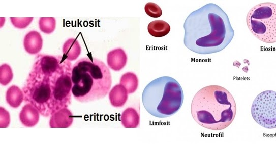 Penyakit Dan Cara Pengobatan Dengan Herbal: MengenaL Penyakit, fungsi ...