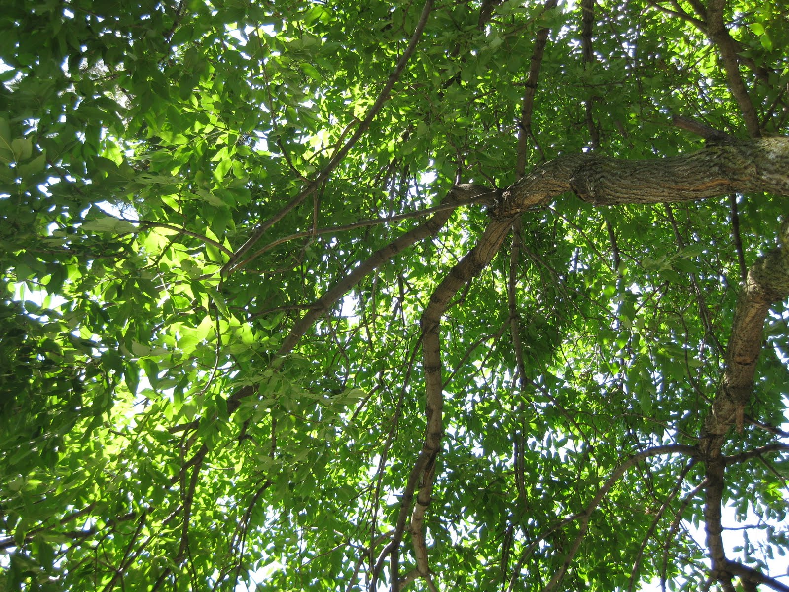 Trees: View from beneath the trees