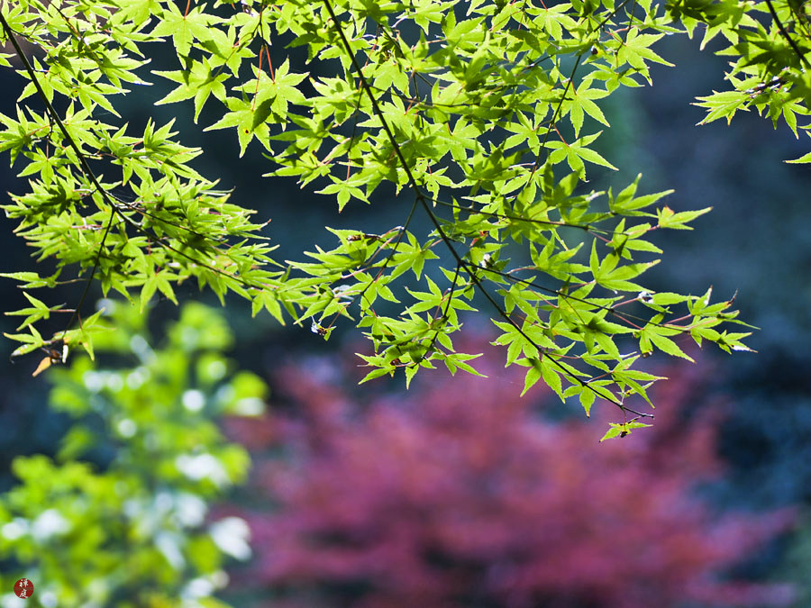 FROM THE GARDEN OF ZEN: 2011