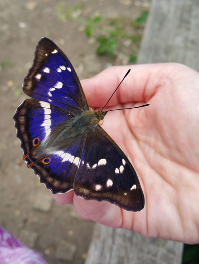 The Purple Empire: From Jane Chilcott