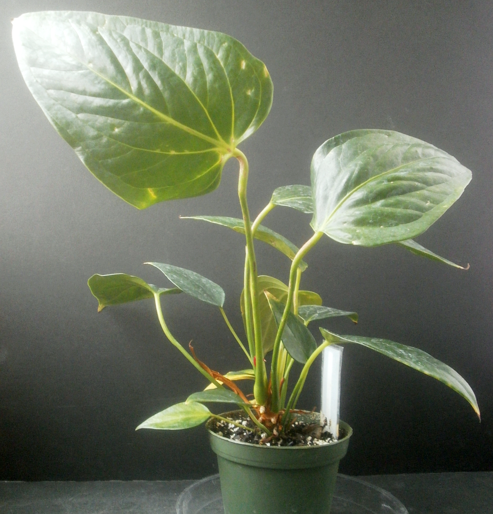 Plants are the Strangest People: 2/28/16 - 3/6/16