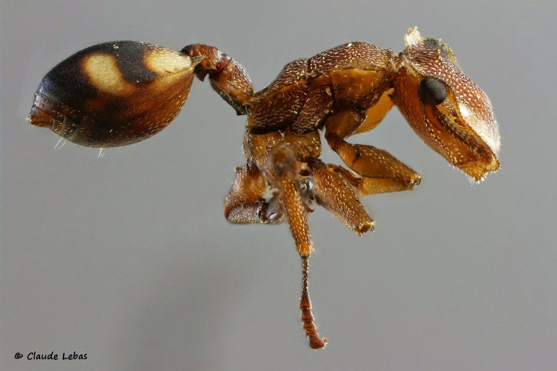 fourmis du Guatemala: Cephalotes umbraculatus