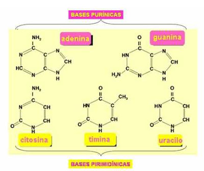 QM-250 Bioquímica