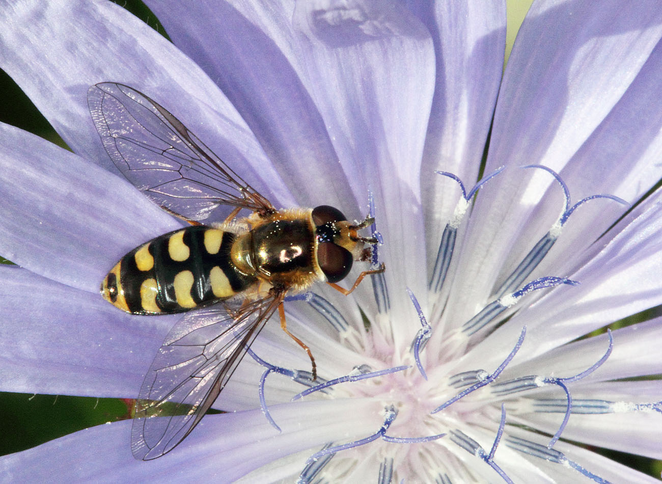Two Similar Hoverflies | Naturally