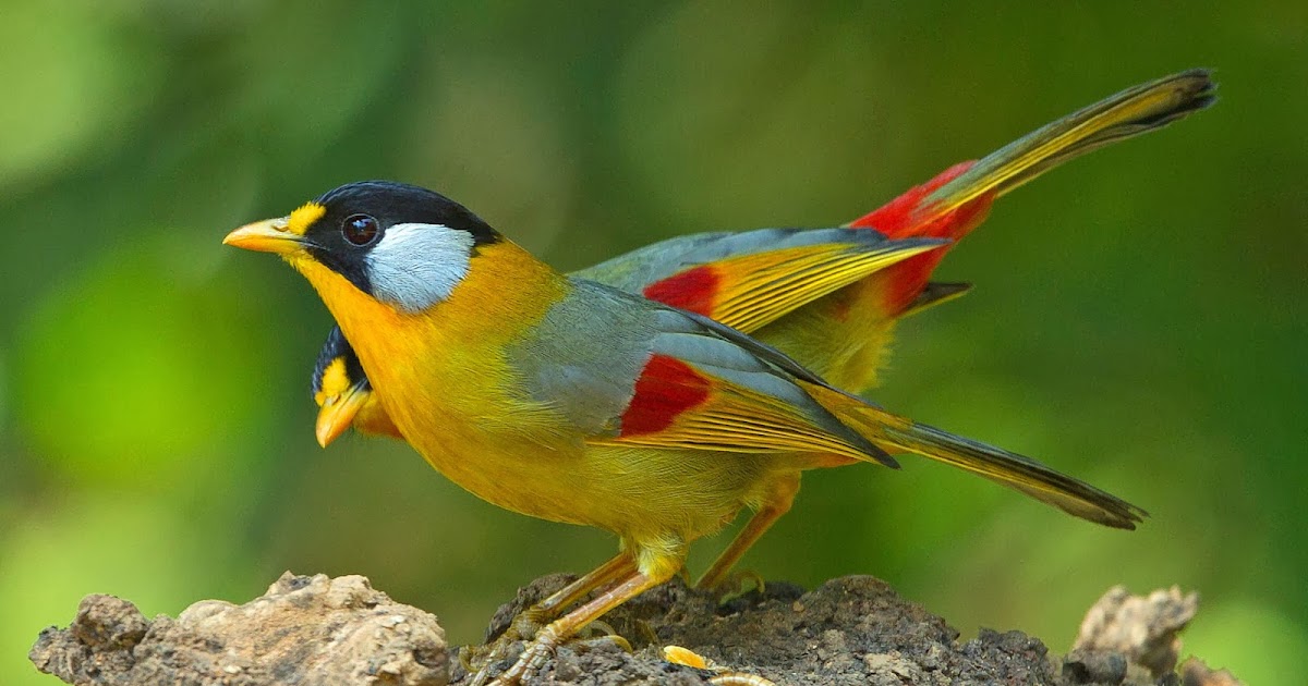 Gambar Burung Robin Malaysia - Gambar C