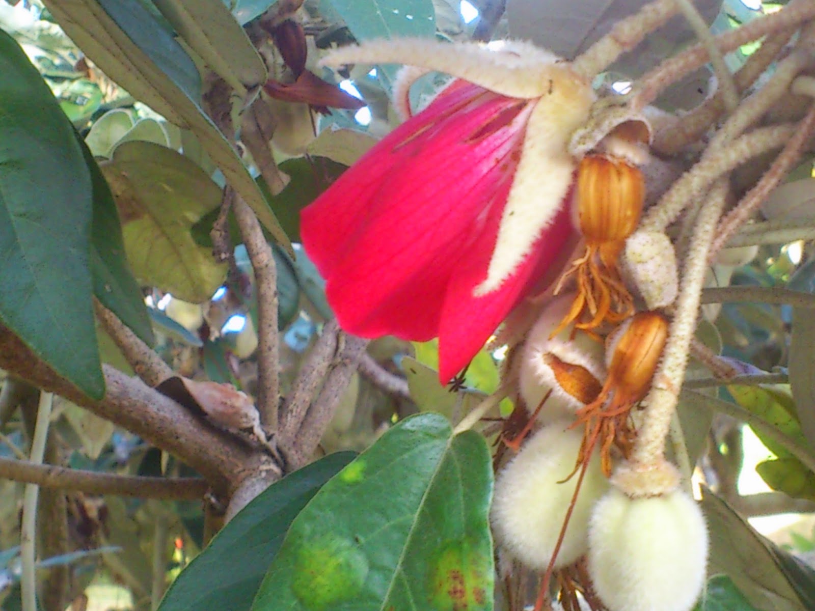 Bonsai Mauritius: Trochetia Boutoniana National Flower of Mauritius