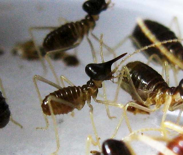 Photos and Info on Ants and Termites of Malaysia: Longipeditermes longipes