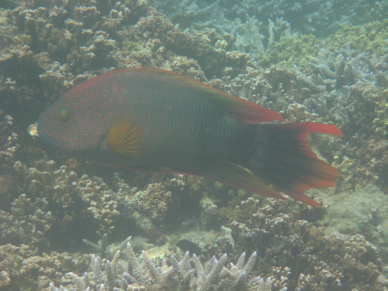 Lagons de la Réunion et ses poissons tropicaux: 2012 04 07 Lagon La Saline