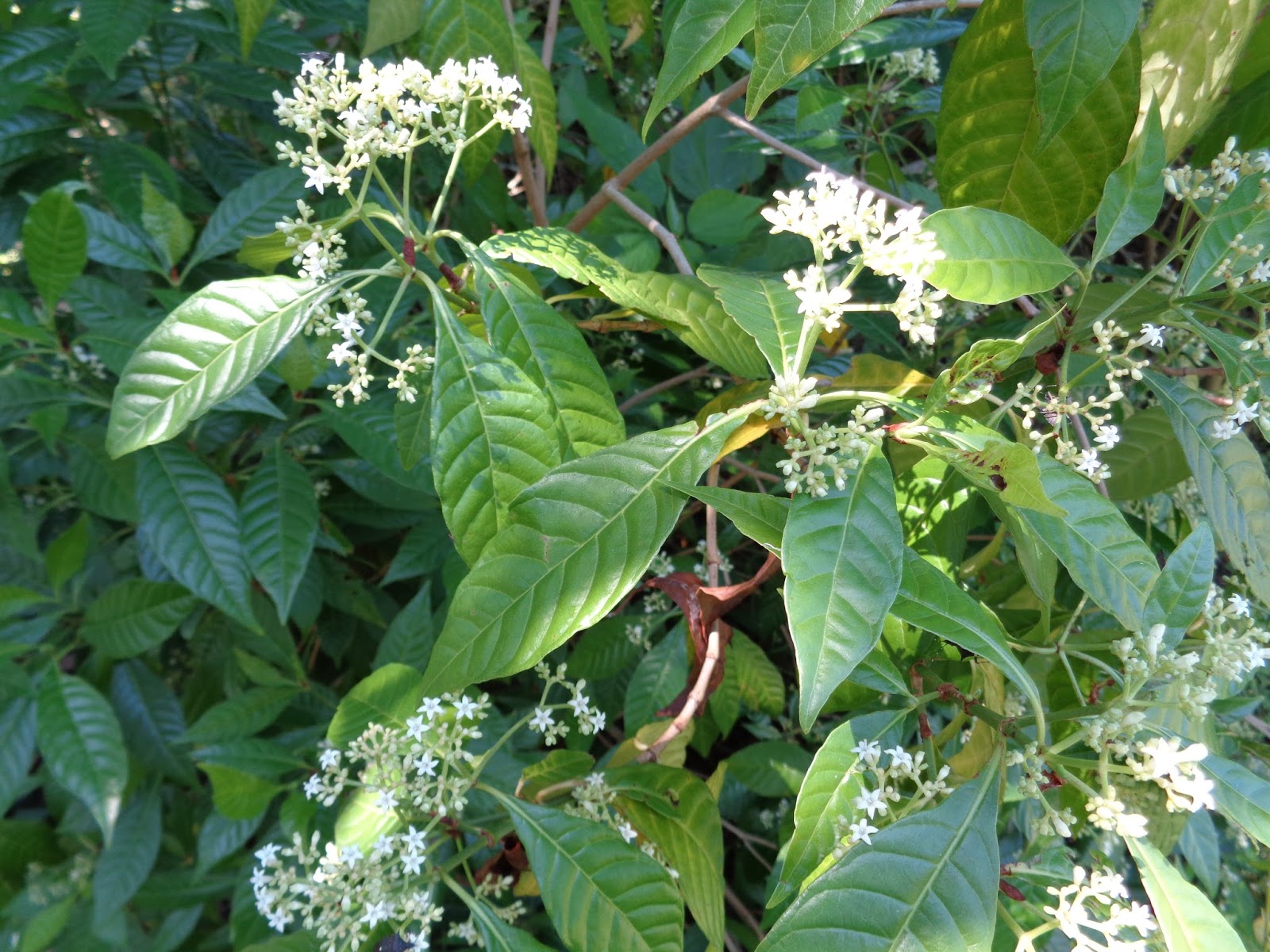 South Florida Wild Coffee Plants