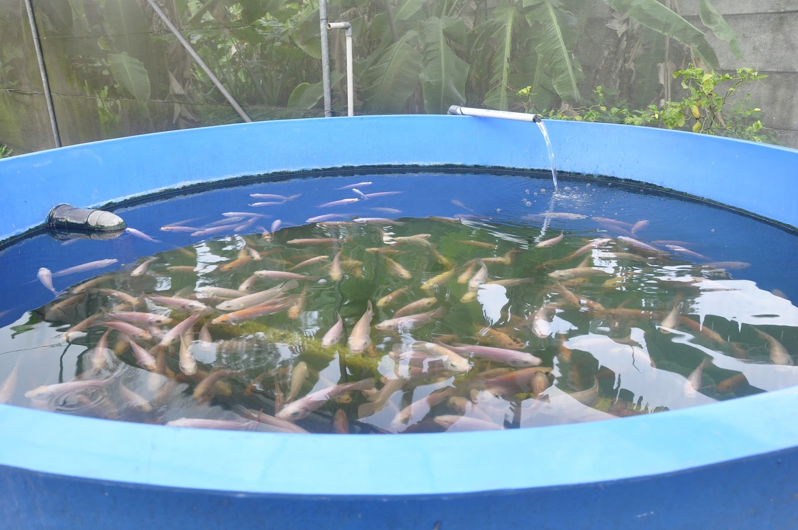 Bak fiber kolam ikan : Bak Fiber atau Kolam Terpal, Mana yang Lebih baik?