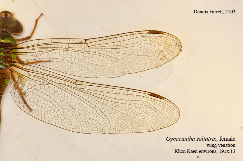 Dragonflies & damselflies of Thailand: 148. Gynacantha saltatrix ...
