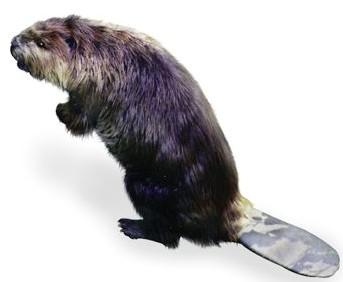 Celebrities 360: Beaver Basics