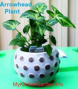 Arrowhead Plant : Care for Arrowhead Plant