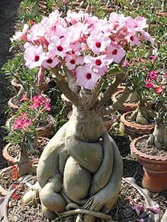 Adenium Bandel Latihan Merawat Tanaman Bagi Pemula | Taman Saya