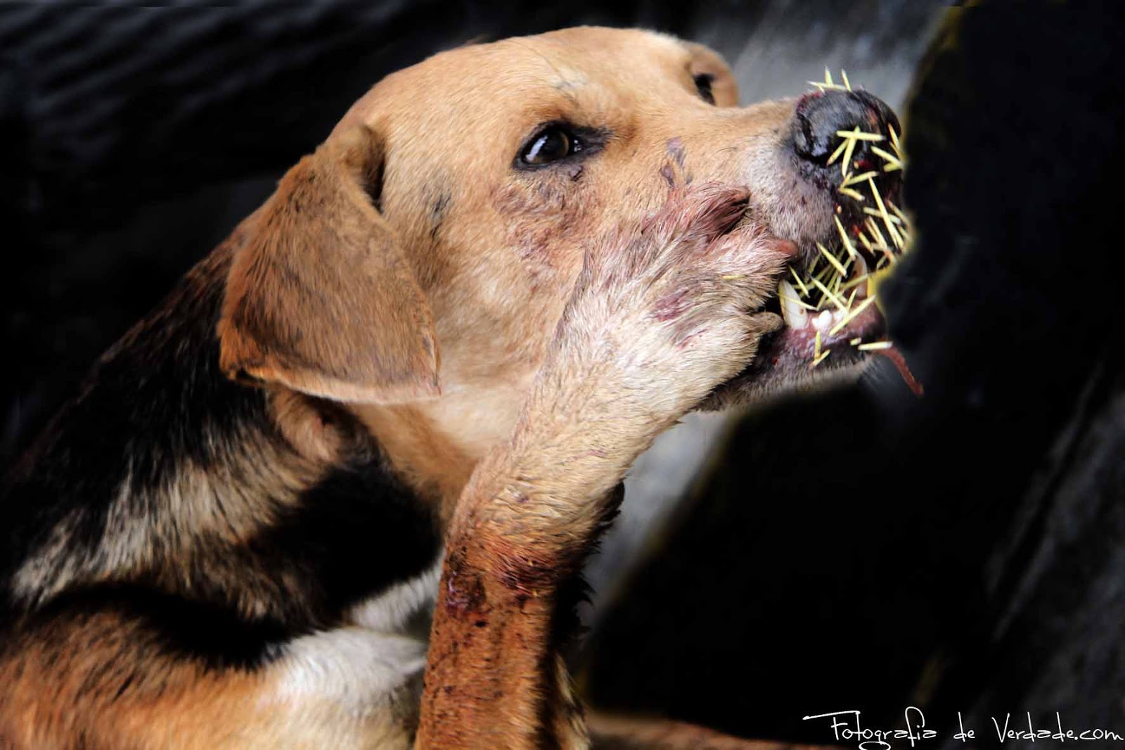 Fotografia de Verdade: Ouriço-cacheiro