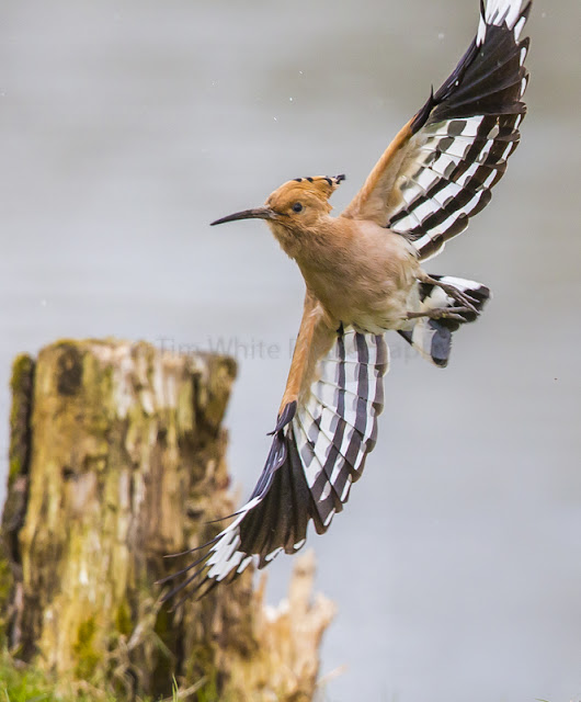 Colyton Wildlife: Hoopoe in flight...
