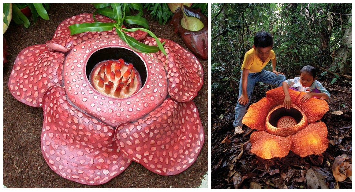 La Ciencia de Amara: La bella Rafflesia #FascinationofPlantsDay