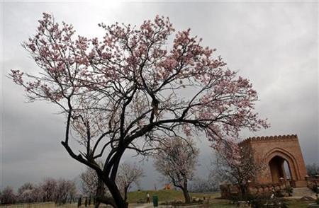 Adventures Abroad: The Almond Branch