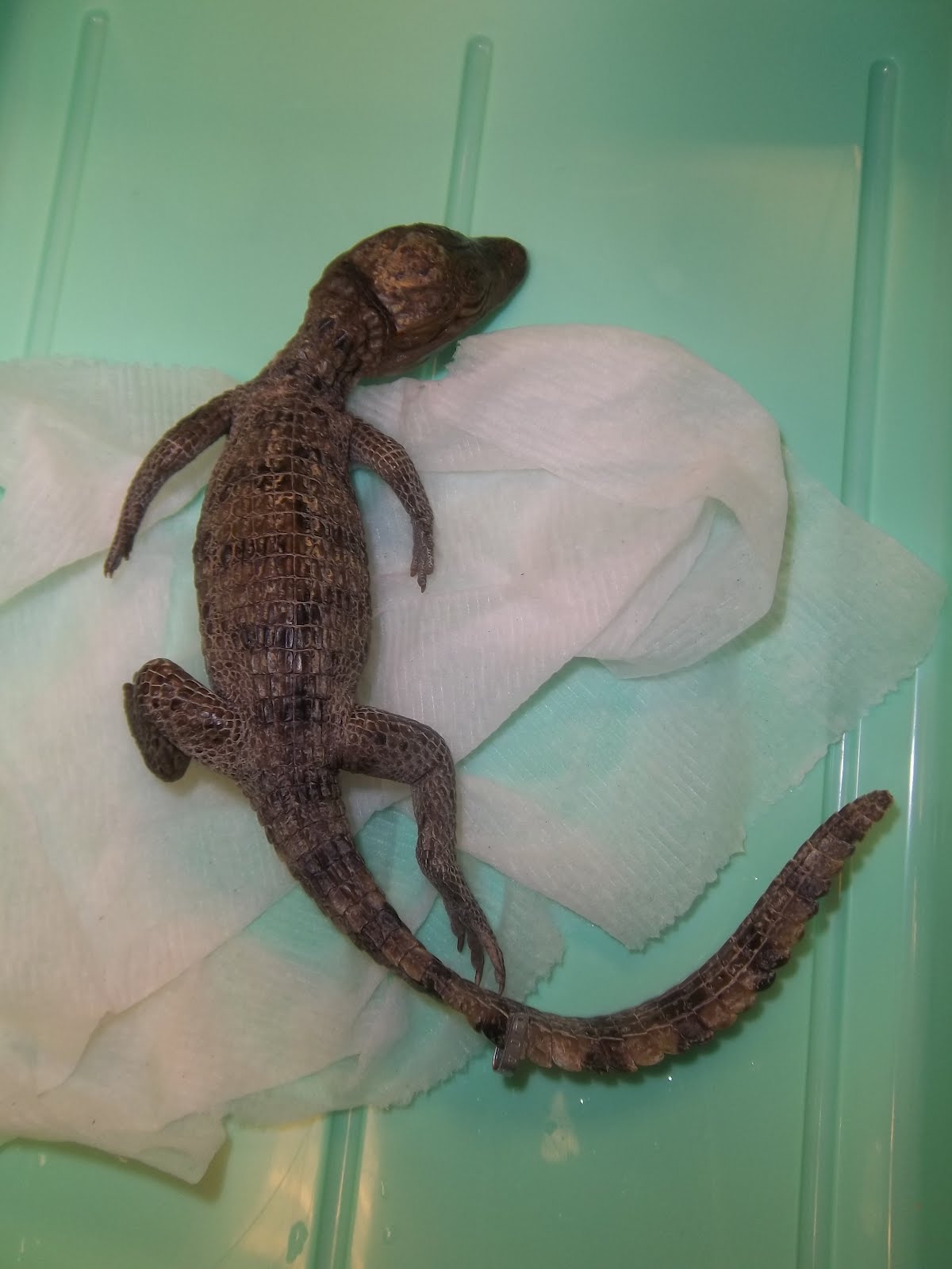 Biology of the Reptilia: Lab 3: Crocodylia (Dan Paluh & Sean Harrington)