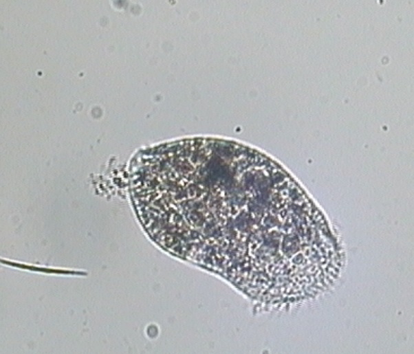 Eucarioti: Protisti - Se faccio capisco