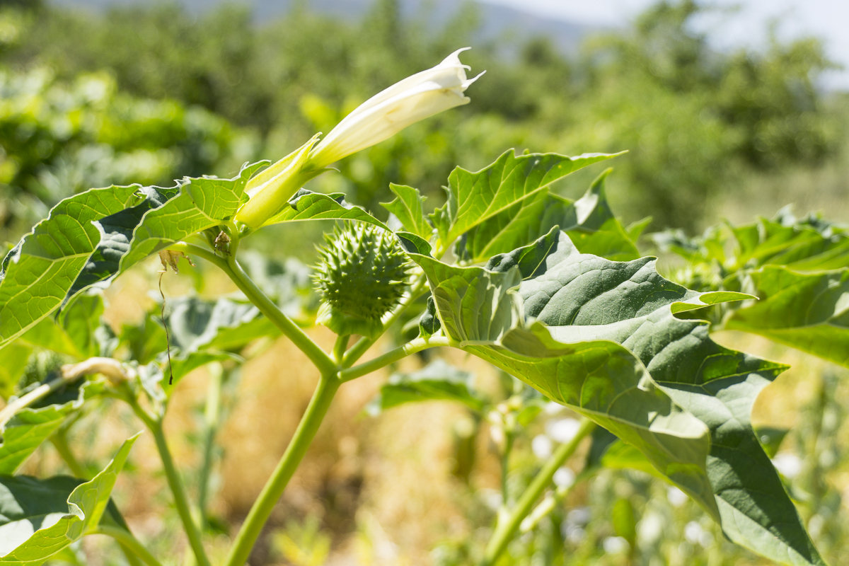 Plantas de Huerta Otea, Salamanca: Estramonio, semilla del diablo ...