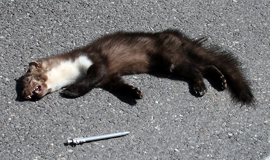 TERRITORIO NATURAL: Garduña