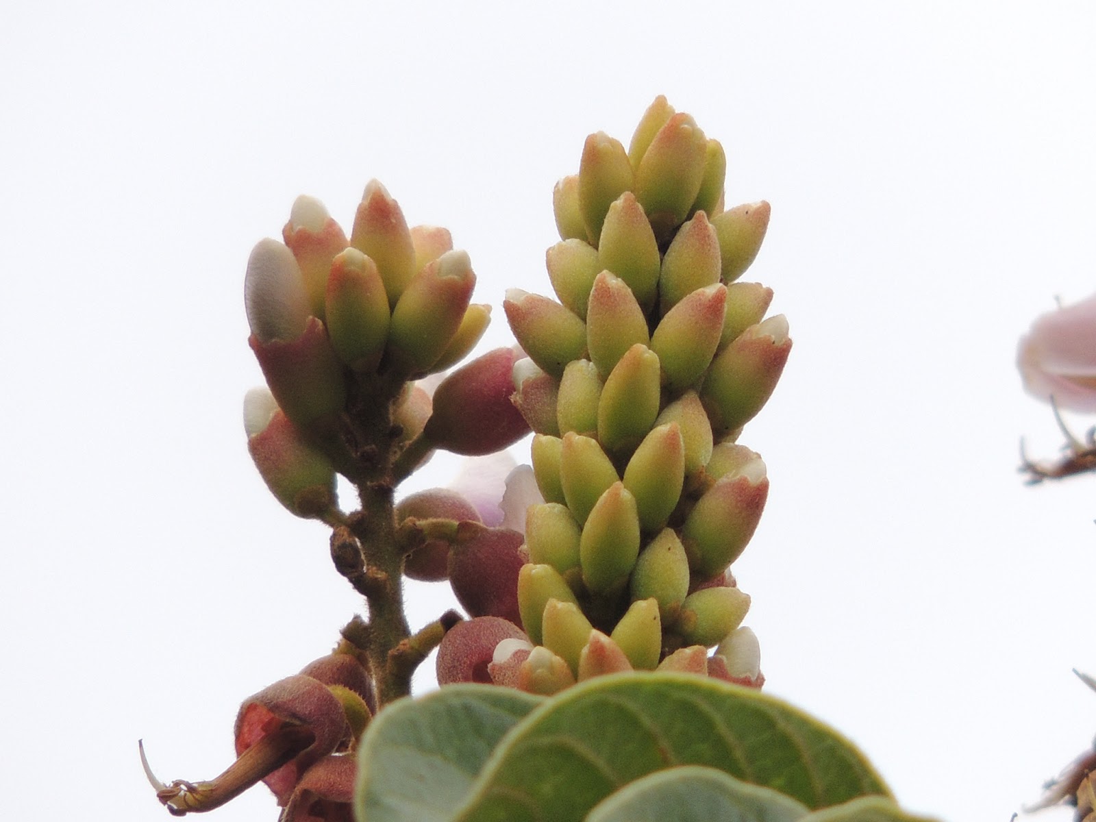 Fabaceae - Leguminosae: Fabaceae - Lonchocarpus cultratus (Vell.) A.M.G ...