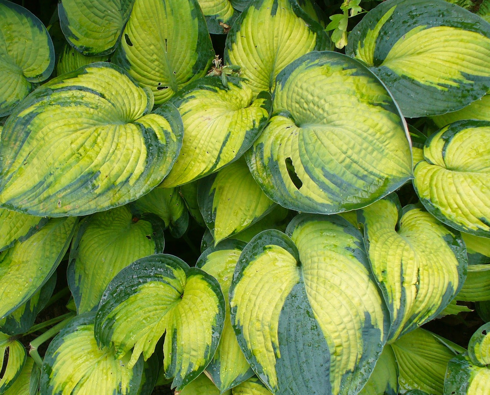 Hosta Heaven – Plant Something Oregon