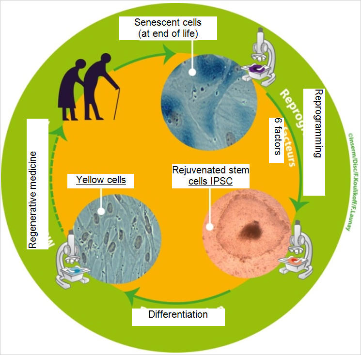 Al Fin: Rejuvenating 100 Year Old Cells: Steps to Regenerative Medicine