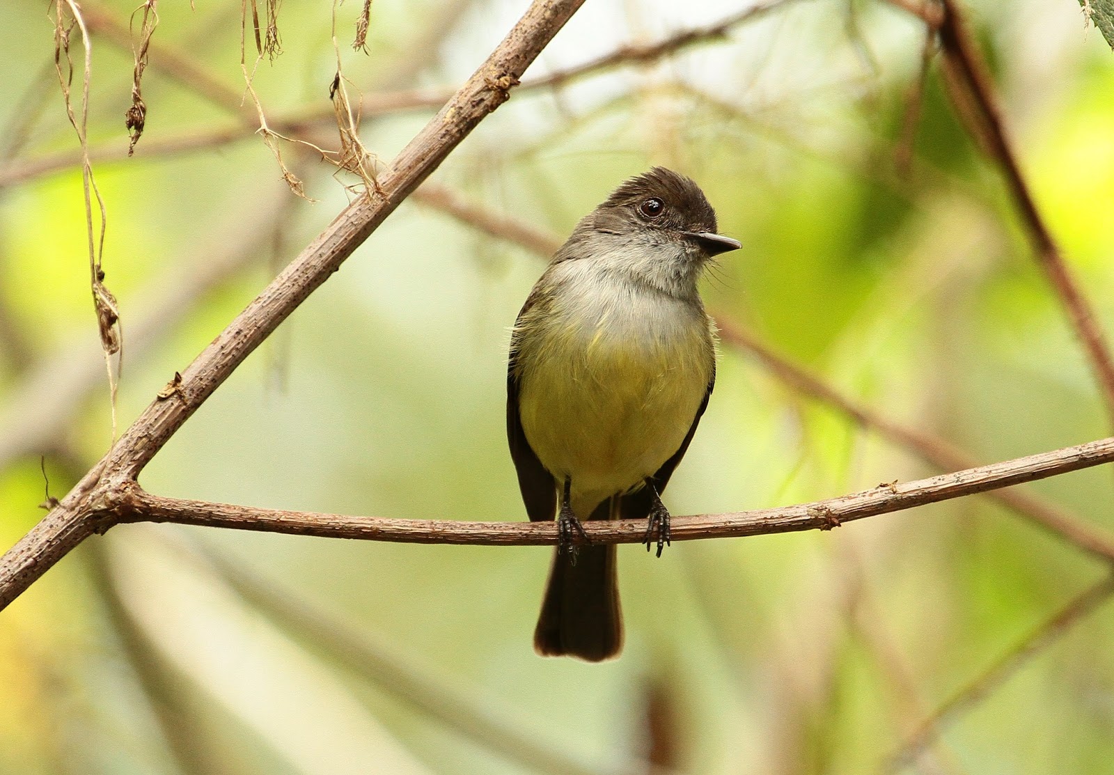 Nuestro bello mundo...: Fotos tomadas en La Venezuela de Antier, Via ...