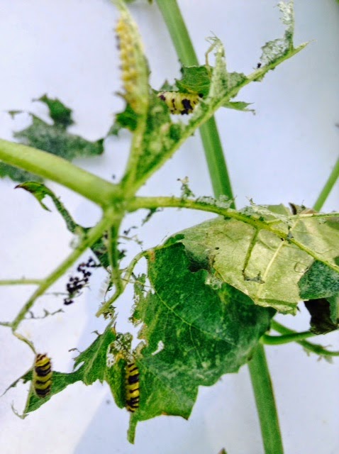 GARDENING Las Vegas: GRAPELEAF SKELETONIZER