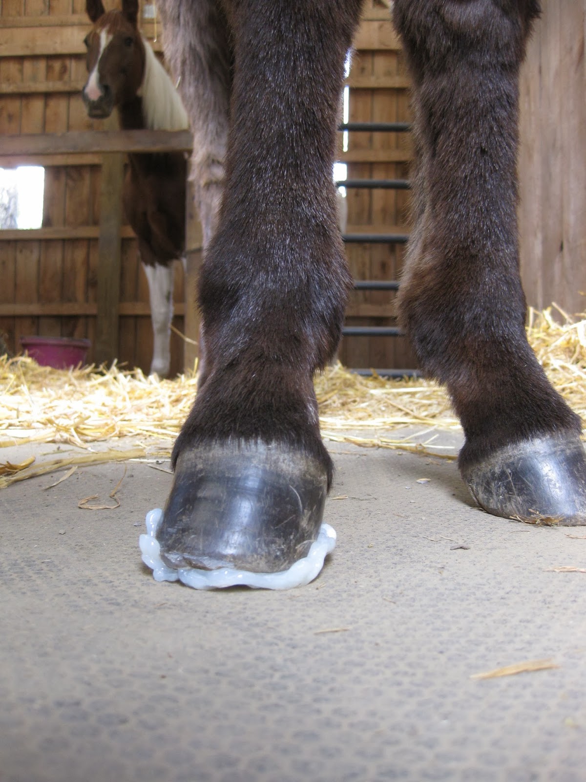 The Dancing Donkey: Donkey Feet - Ramsey