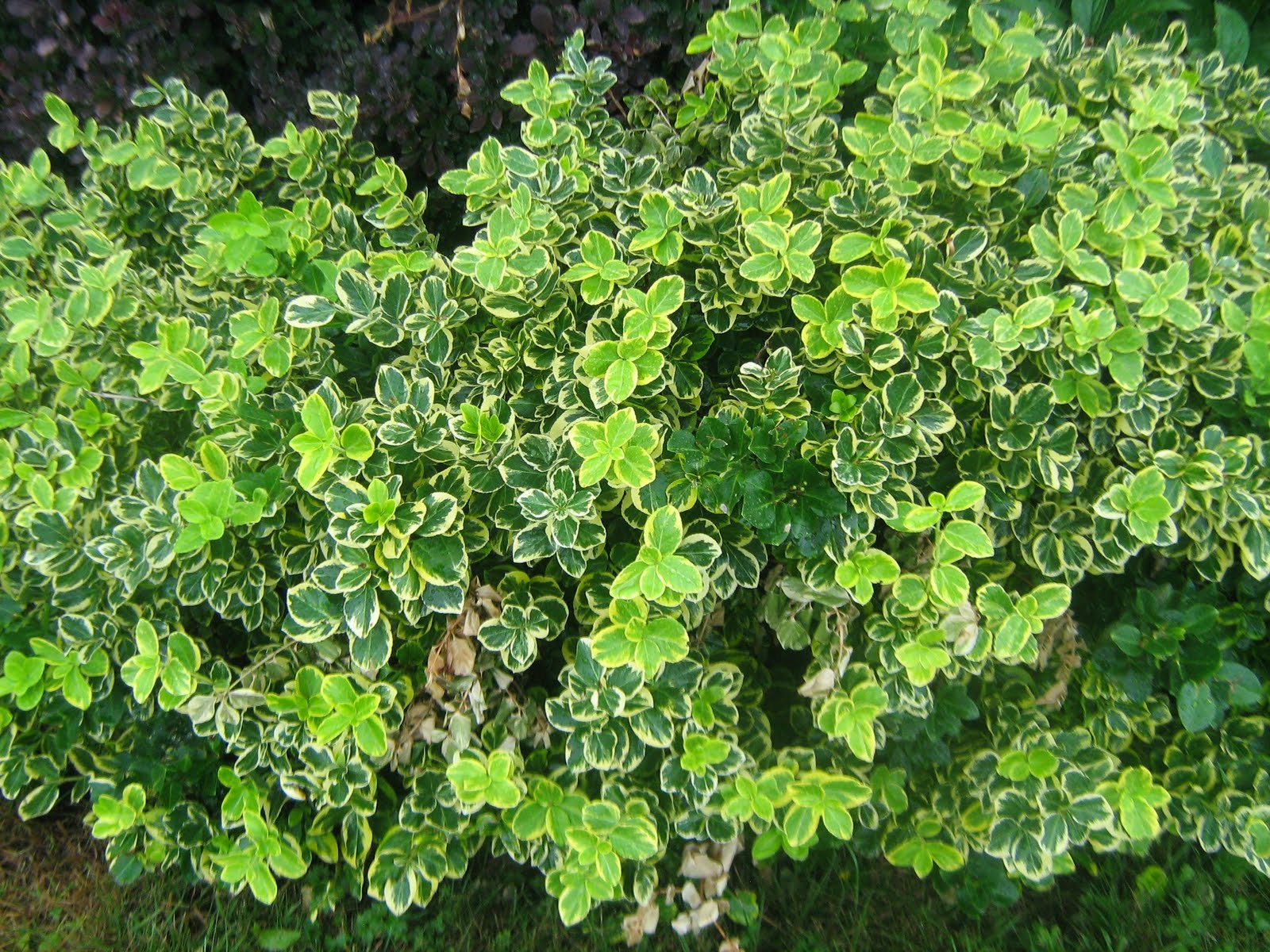The Musical Gardener: Shrubbery In Summer