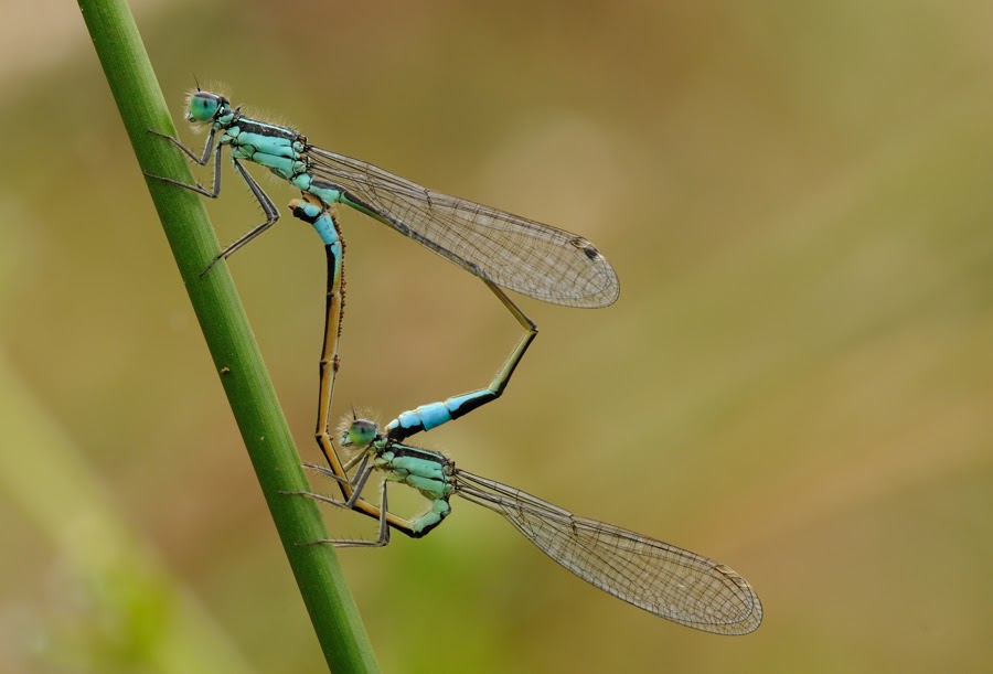 Steve Rogers birding: Field trip to Windmill Farm, Lizard