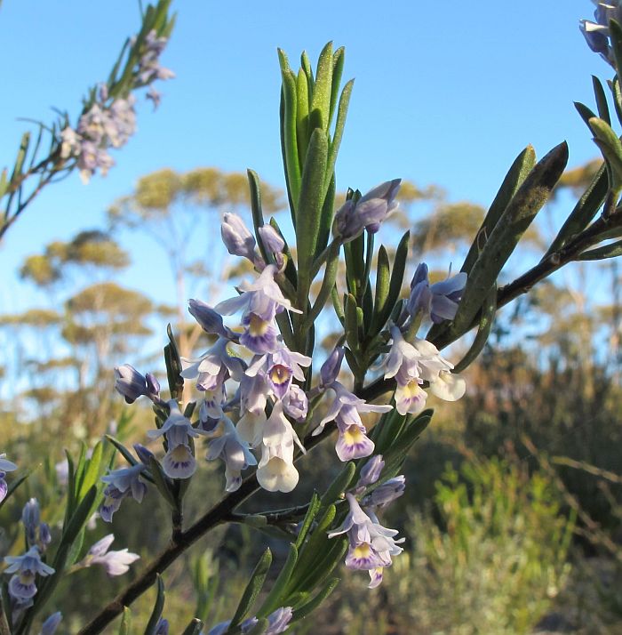 Esperance Wildflowers: Hybanthus floribundus subsp. floribundus ...
