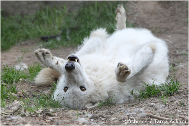 White Wolf : June 2011