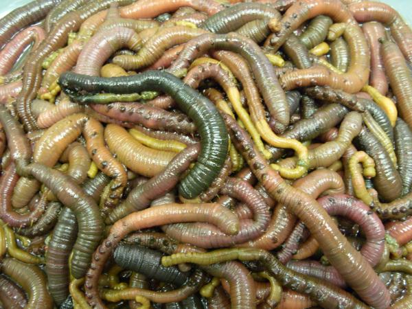 Shop News Blog:: Live Black Lugworm.