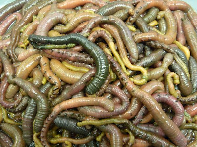 Shop News Blog:: Live Black Lugworm.