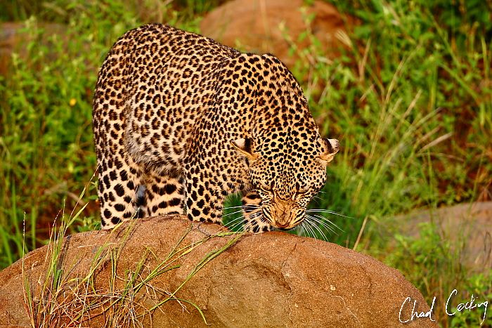 .: 9th February – One Brave Leopard!