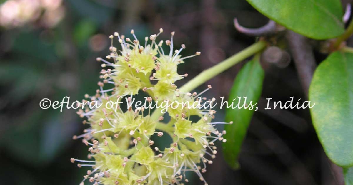 Medicinal Plants: Pisonia aculeata, Baghachuur, konki poda, Prickly ...