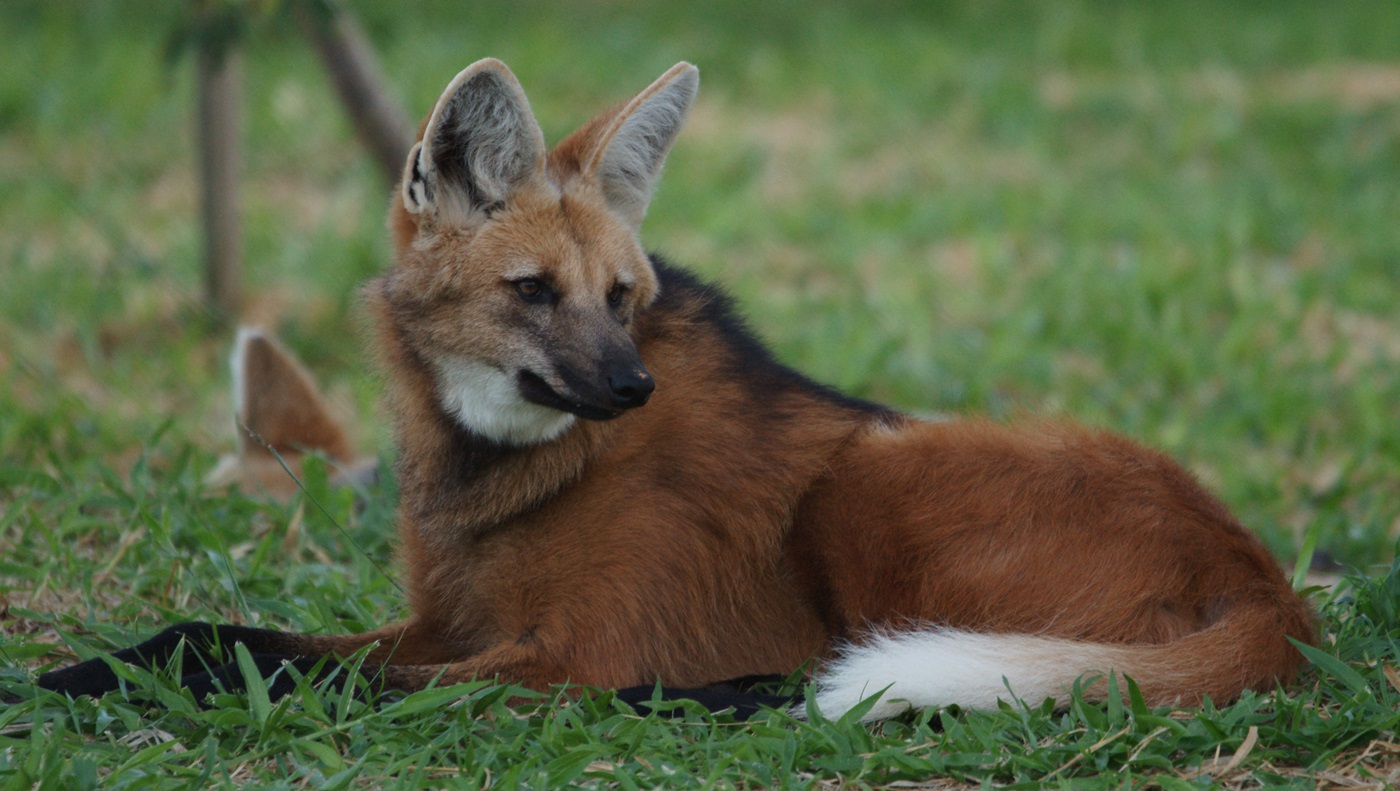 Blog do Edu Ambiental: Lobo guará