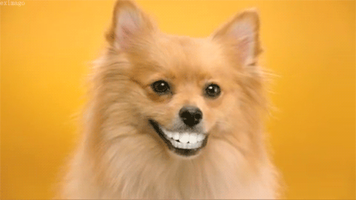 Cães Sorrindo Lindos - Faz You Rir