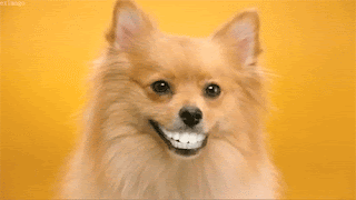 Curiosos e Engraçados: Cães Sorrindo Lindos